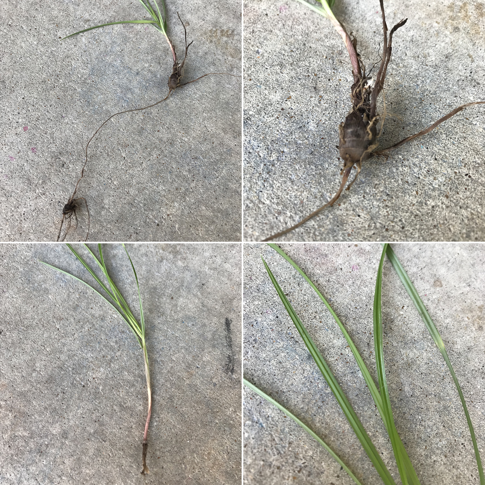 Help identifying and preventing a specific weed | TexAgs